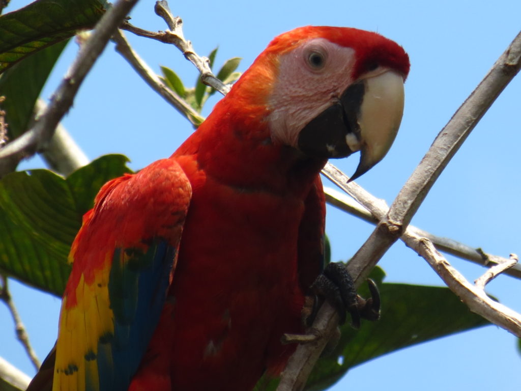 UNA: Modelan rutas para conectar y conservar la lapa roja - SurcosSurcos