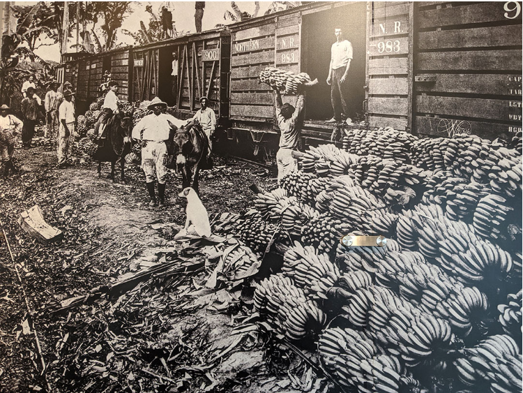 Hoy, como hace 80 años - El infierno de las bananeras - SURCOS Digital