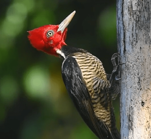 Fotografiando al “Pájaro Loco” y su familia - SURCOS Digital
